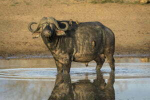 Water Buffalo Symbolism - Spirit Animal Totems