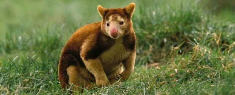 Animal Symbolism; Your Animal Guide - Spirit Animal Totems