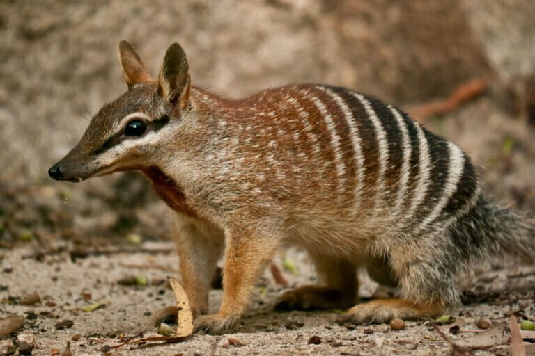 Numbat Symbolism - Spirit Animal Totems
