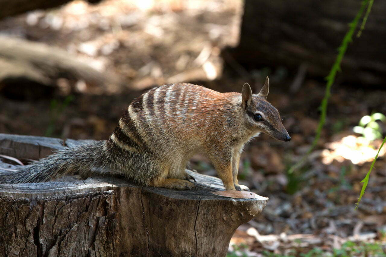 Numbat Symbolism - Spirit Animal Totems