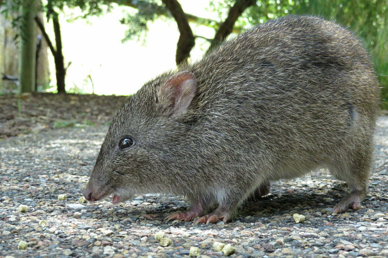 Bandicoot Symbolism - Spirit Animal Totems
