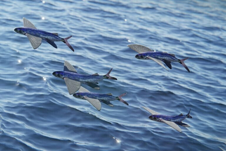Flying Fish Symbolism - Spirit Animal Totems