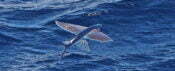 Flying Fish Symbolism - Spirit Animal Totems