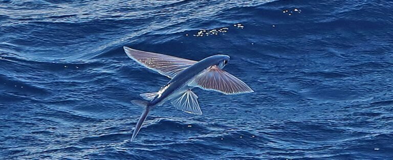 Flying Fish Symbolism - Spirit Animal Totems