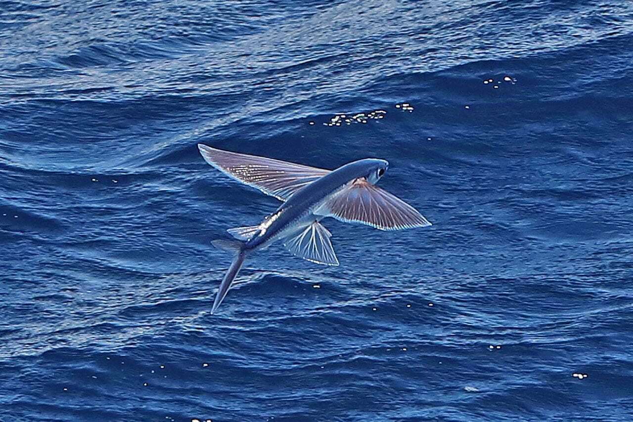 Flying Fish Symbolism - Spirit Animal Totems