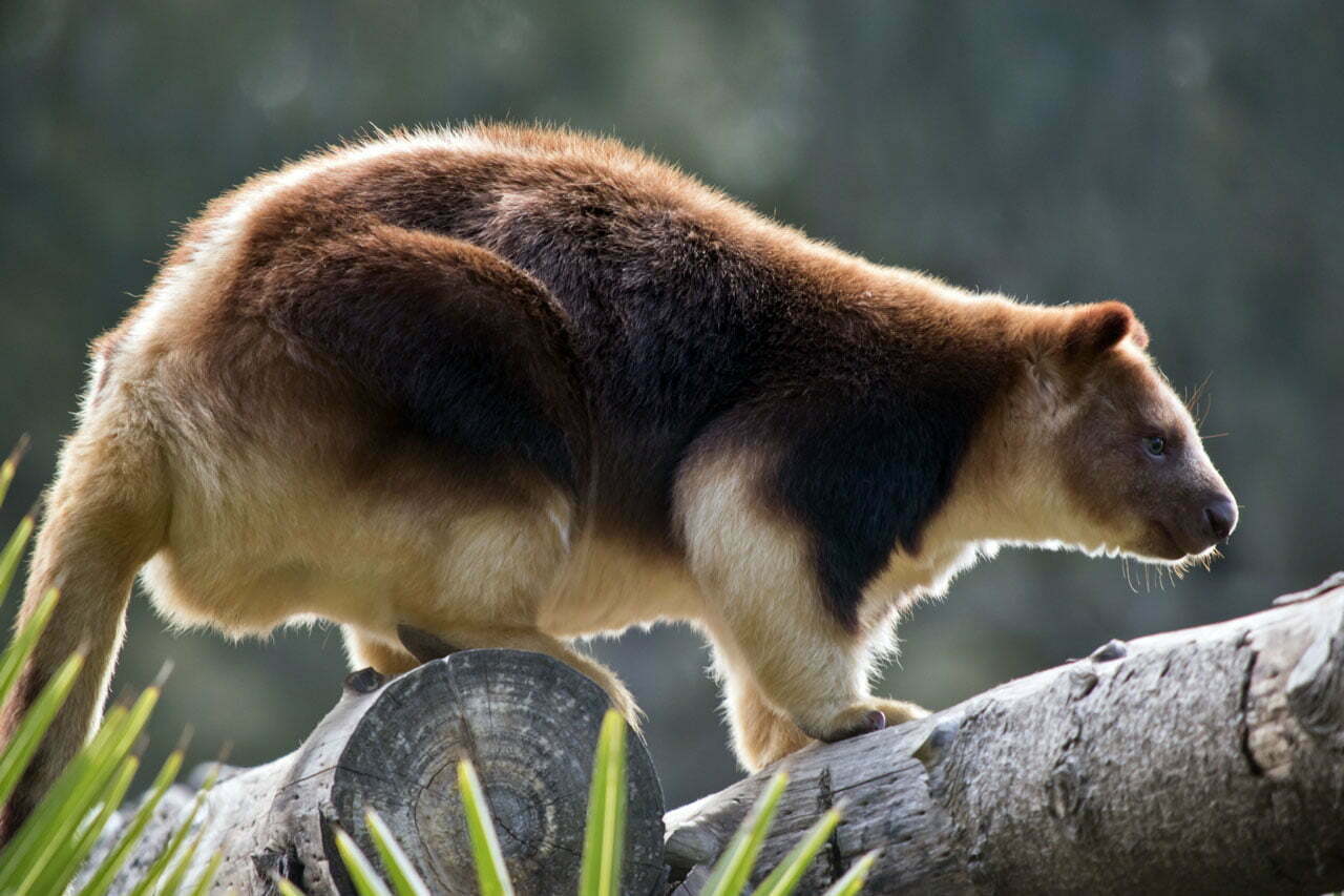 Tree Kangaroo Symbolism - Spirit Animal Totems