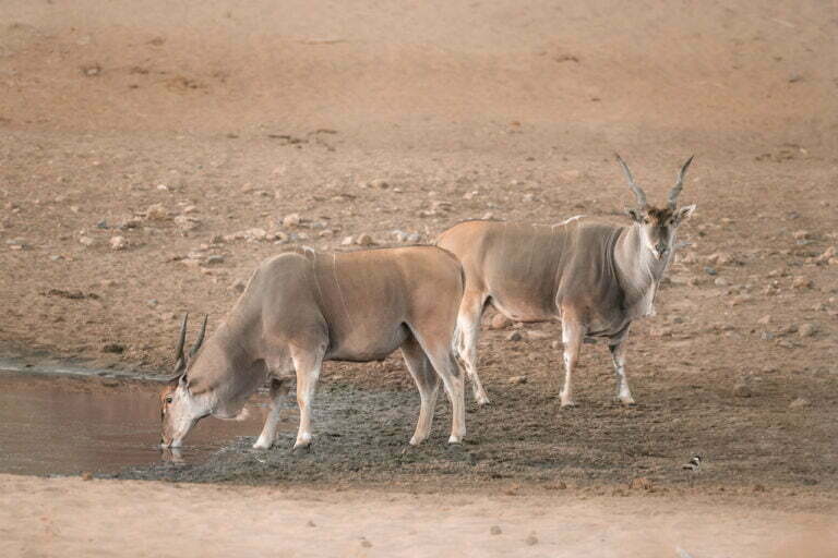 Eland Symbolism - Spirit Animal Totems