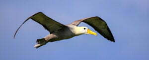 Birds - Spirit Animals