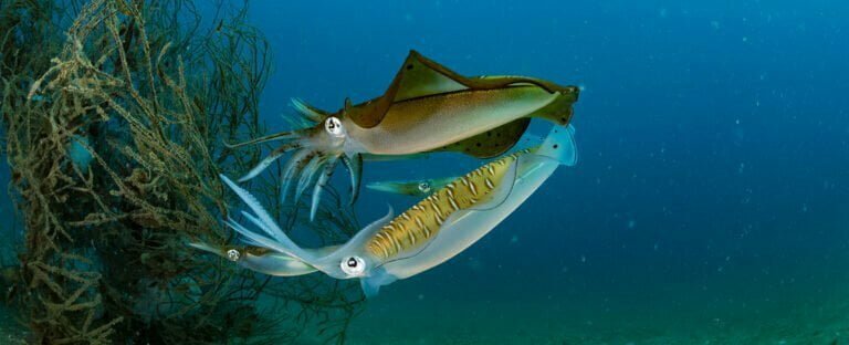 Squid Symbolism - Spirit Animal Totems