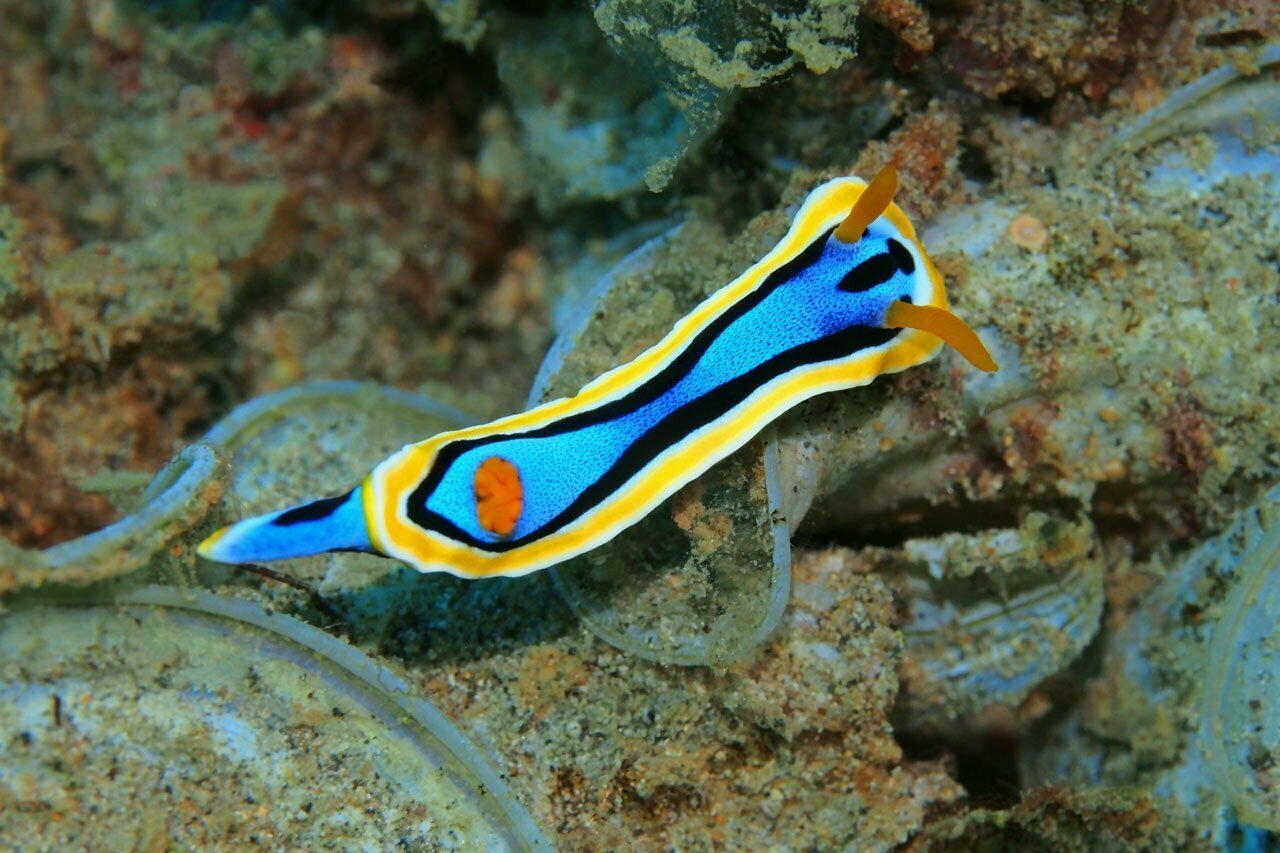 Sea Slug Symbolism - Spirit Animal Totems