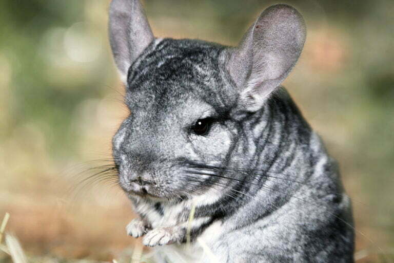 Chinchilla Symbolism - Spirit Animal Totems