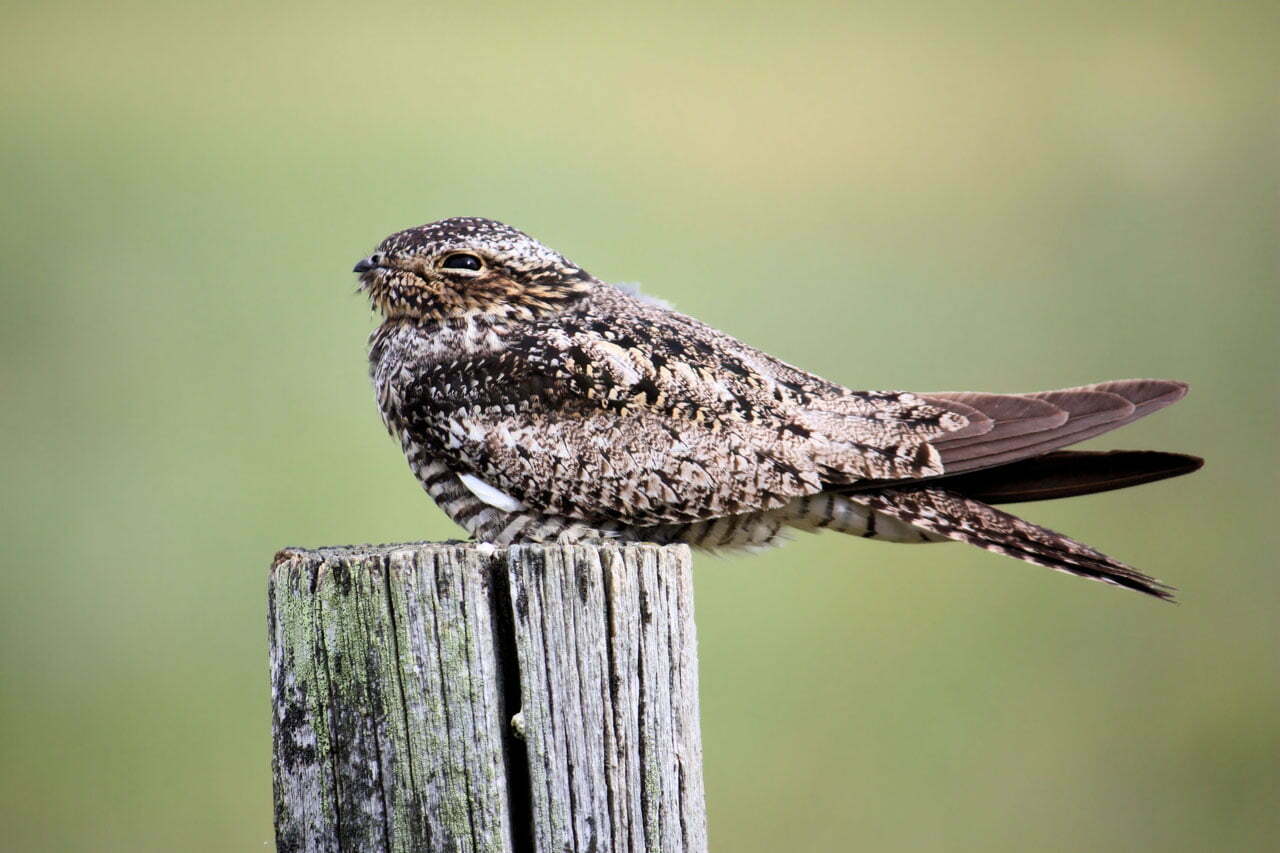 Nighthawk Symbolism - Spirit Animal Totems