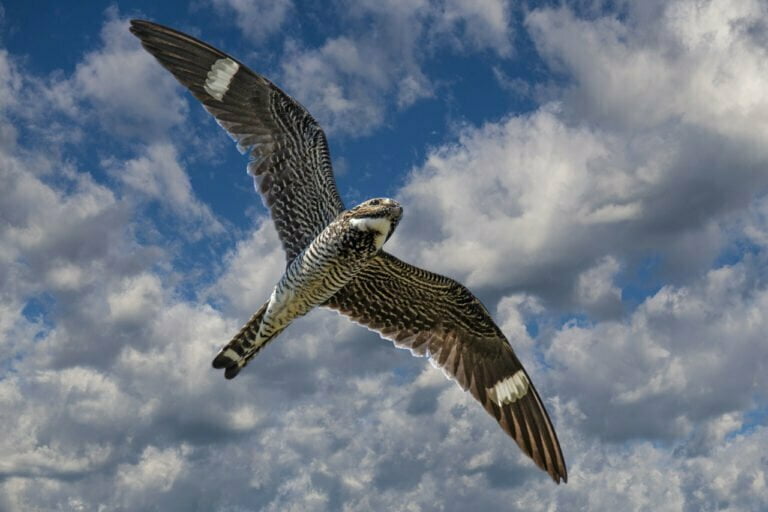 Nighthawk Symbolism - Spirit Animal Totems