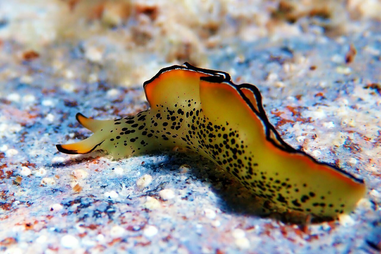 Sea Slug Symbolism - Spirit Animal Totems