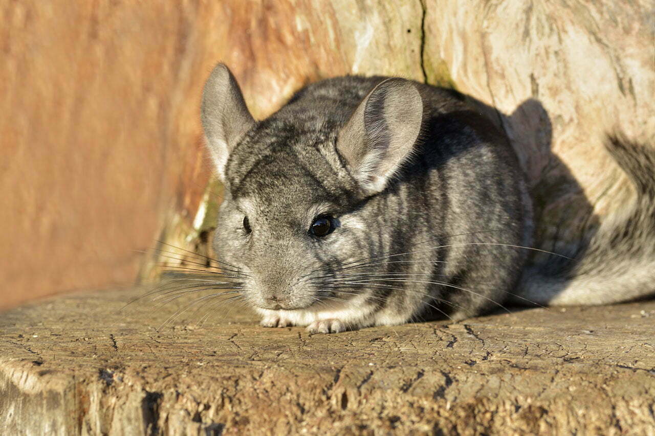 Chinchilla Symbolism - Spirit Animal Totems