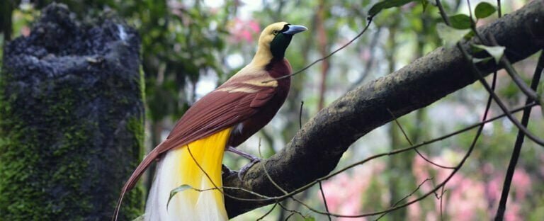 Birds - Spirit Animals