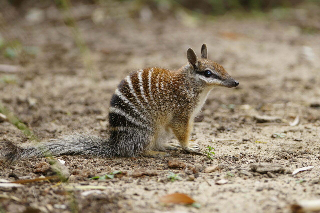 Numbat Symbolism - Spirit Animal Totems