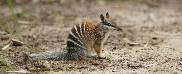 Numbat Symbolism - Spirit Animal Totems