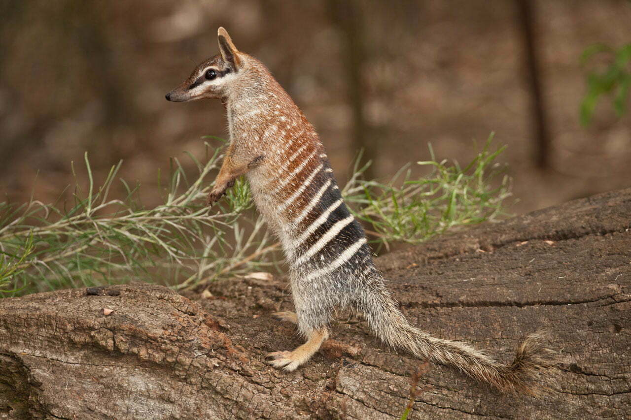 Numbat Symbolism - Spirit Animal Totems