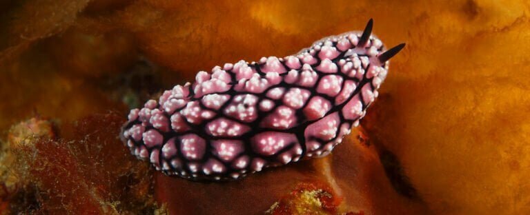 Sea Slug Symbolism - Spirit Animal Totems