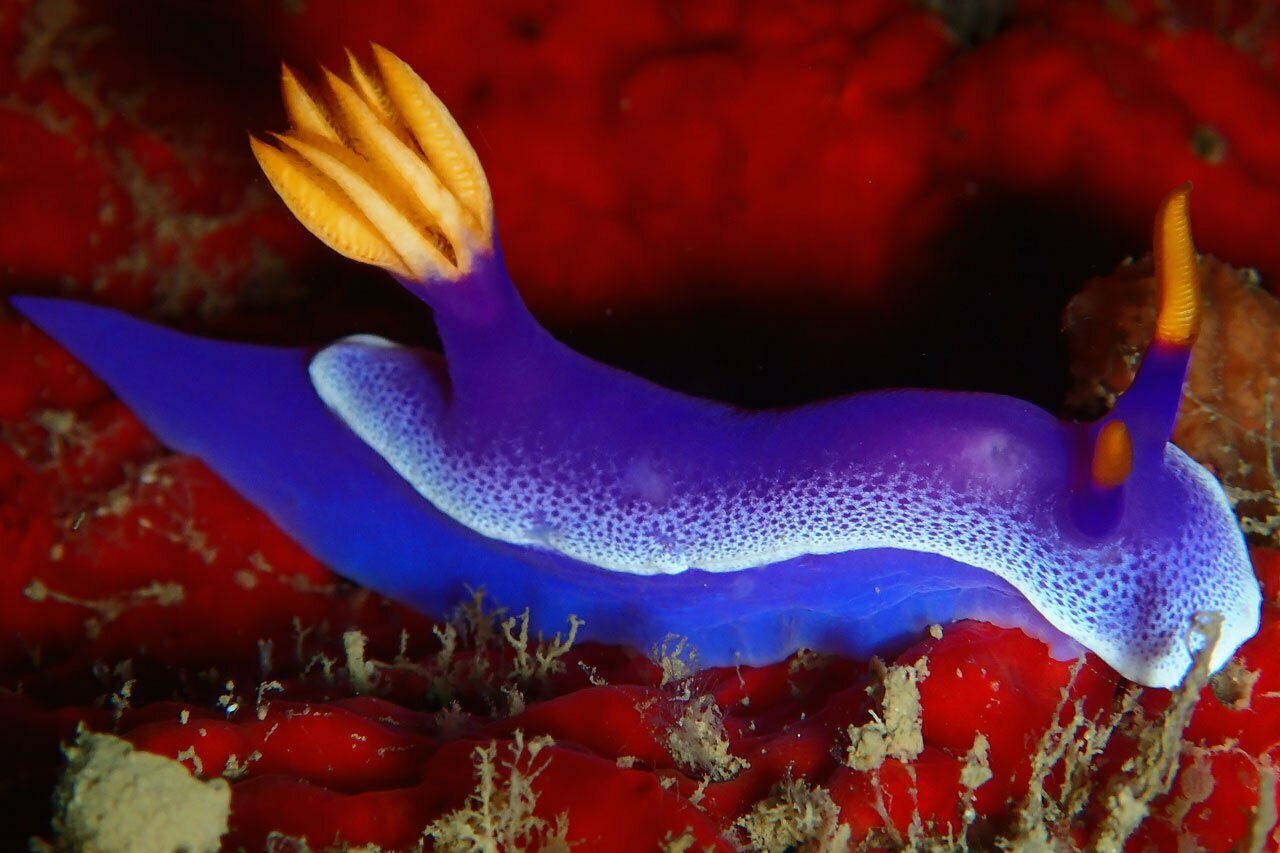 Sea Slug Symbolism - Spirit Animal Totems