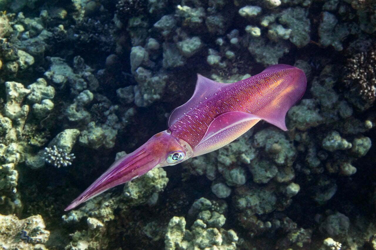 Squid Symbolism - Spirit Animal Totems