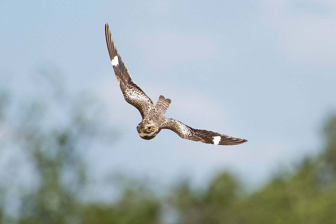 Nighthawk Symbolism - Spirit Animal Totems