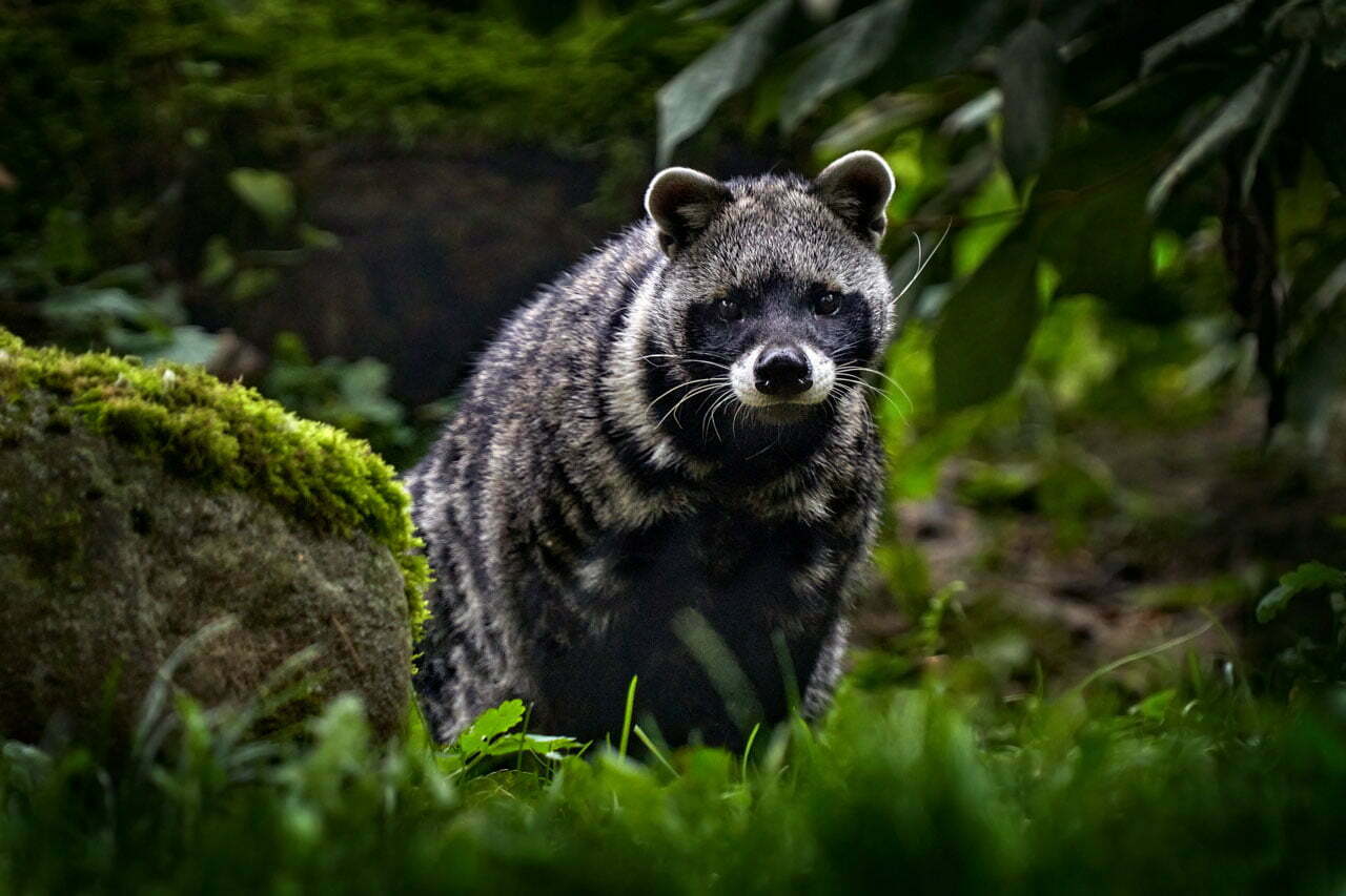 African Civet Symbolism - Spirit Animal Totems