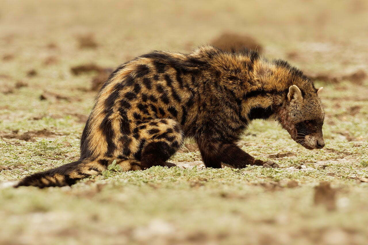 African Civet Symbolism - Spirit Animal Totems