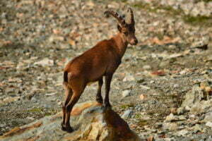 Ibex Symbolism - Spirit Animal Totems