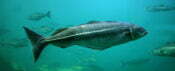 Embracing Cod Fish Symbolism: Equilibrium and Acceptance - Spirit ...