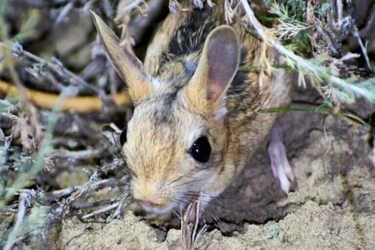Jerboa Symbolism - Spirit Animal Totems