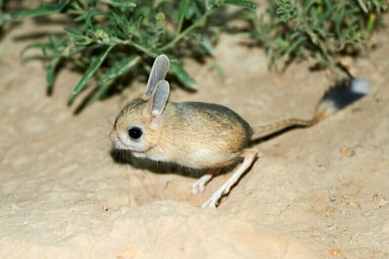 Jerboa Symbolism - Spirit Animal Totems