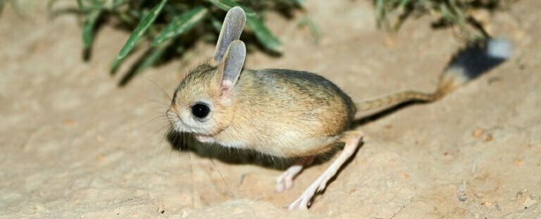 Jerboa Symbolism - Spirit Animal Totems