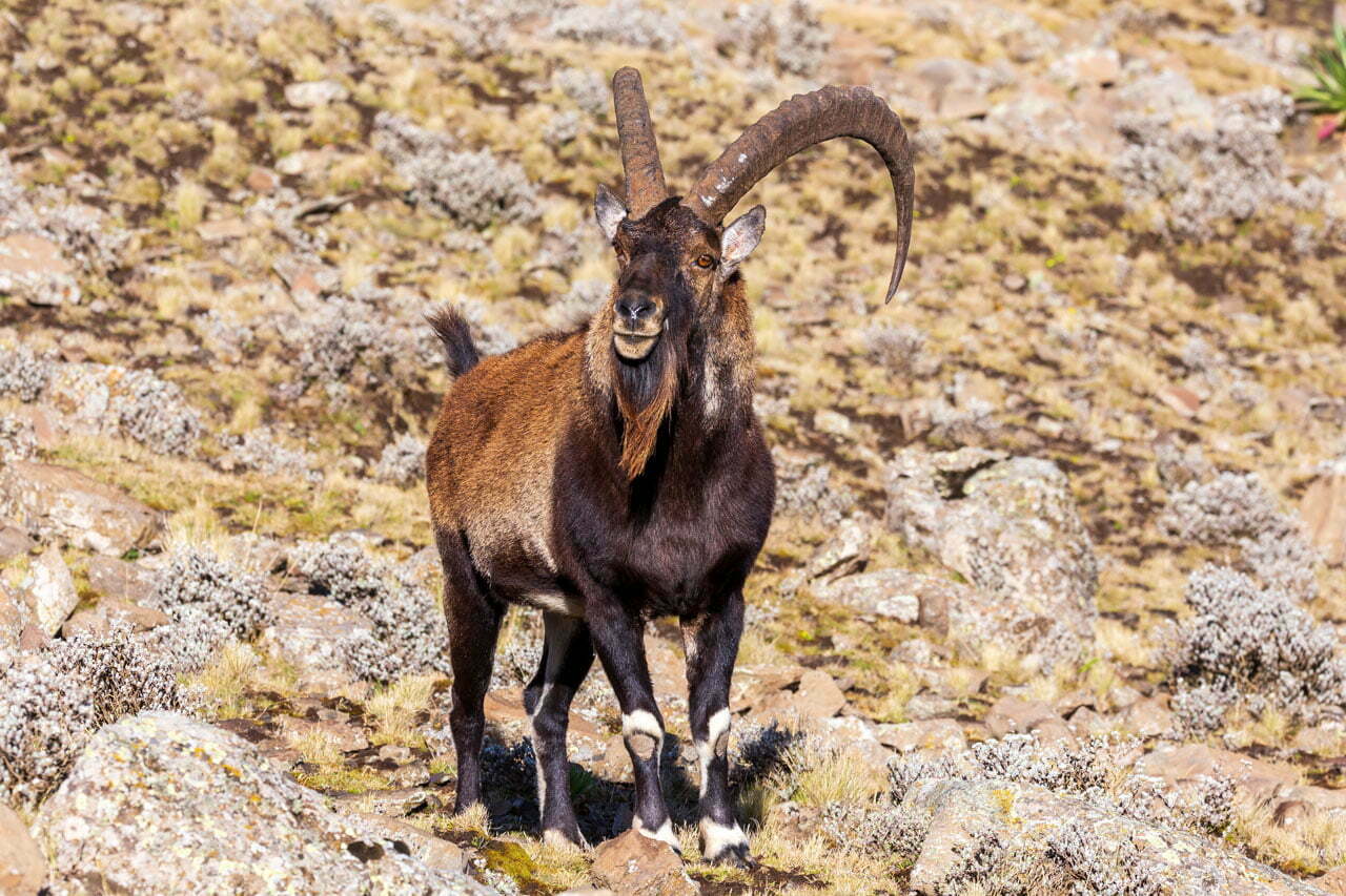Ibex Symbolism - Spirit Animal Totems
