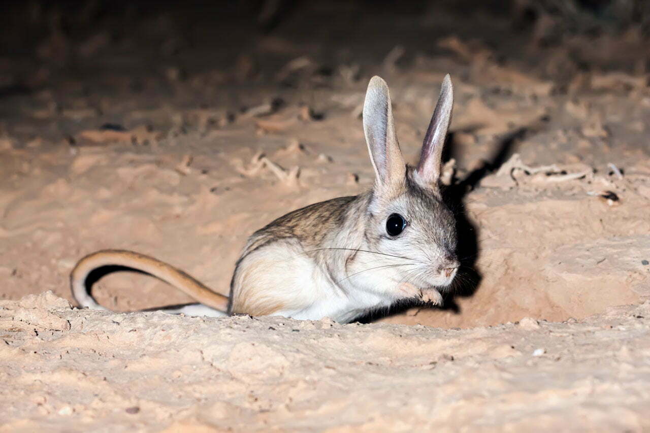 Jerboa Symbolism - Spirit Animal Totems