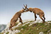 Ibex Symbolism - Spirit Animal Totems