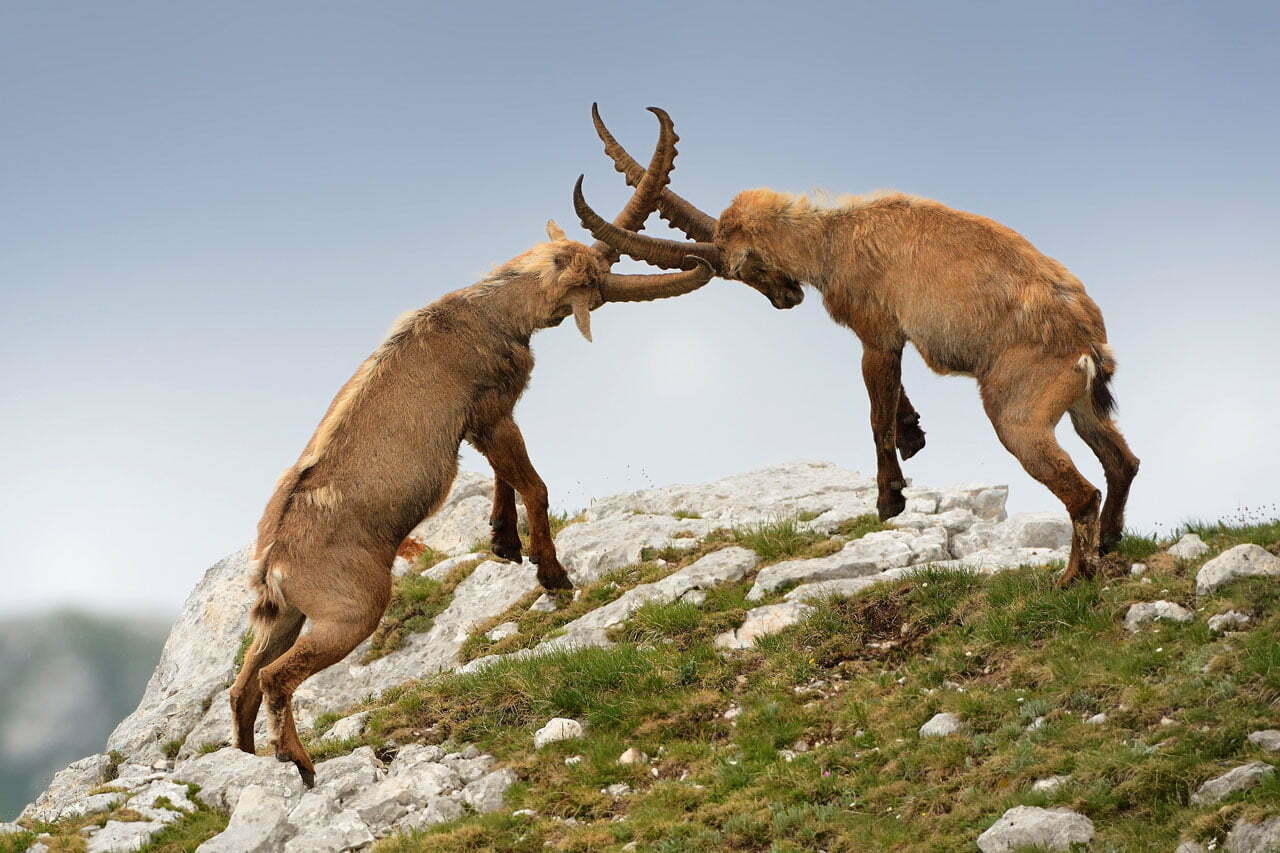 Ibex Symbolism - Spirit Animal Totems