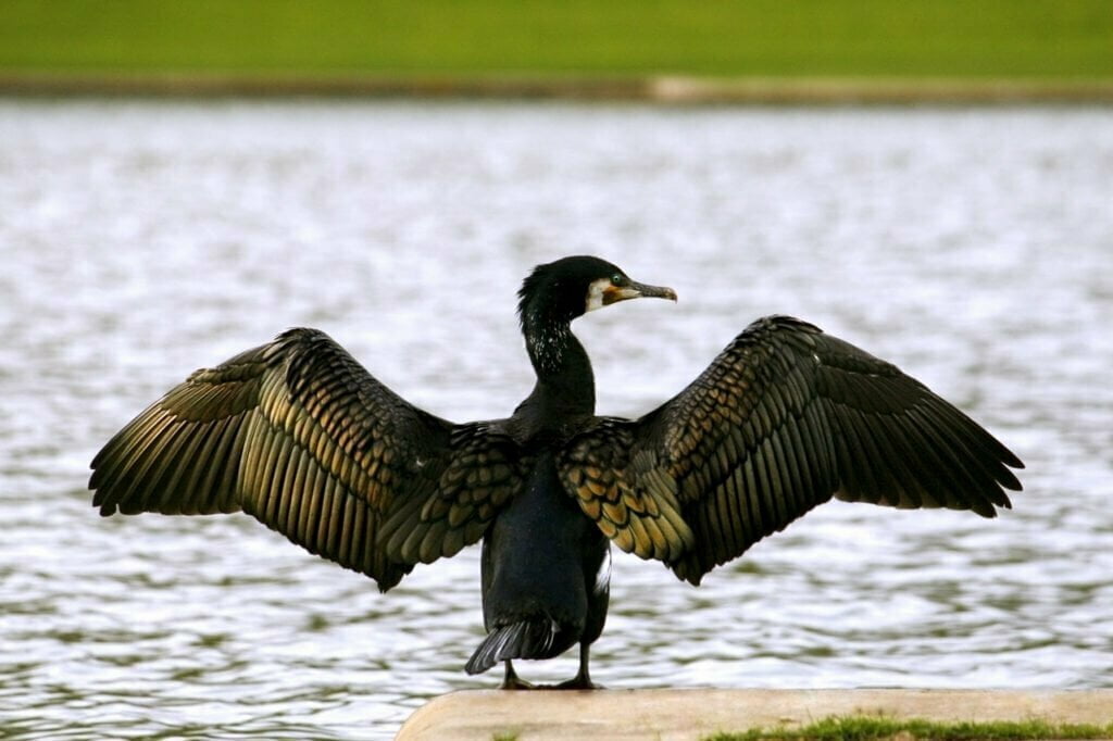 Cormorant Symbolism - Spirit Animal Totems