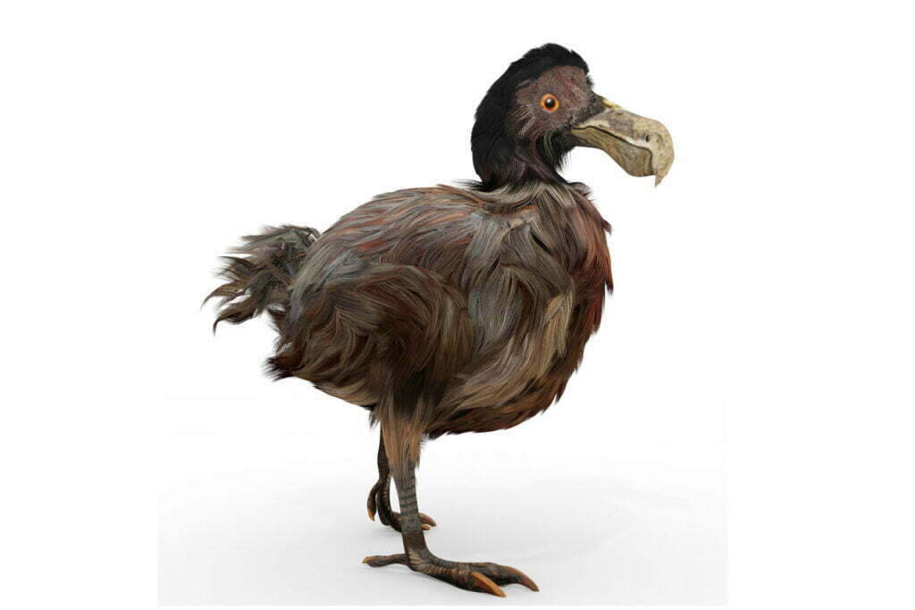 Dodo Bird Symbolism - Spirit Animal Totems