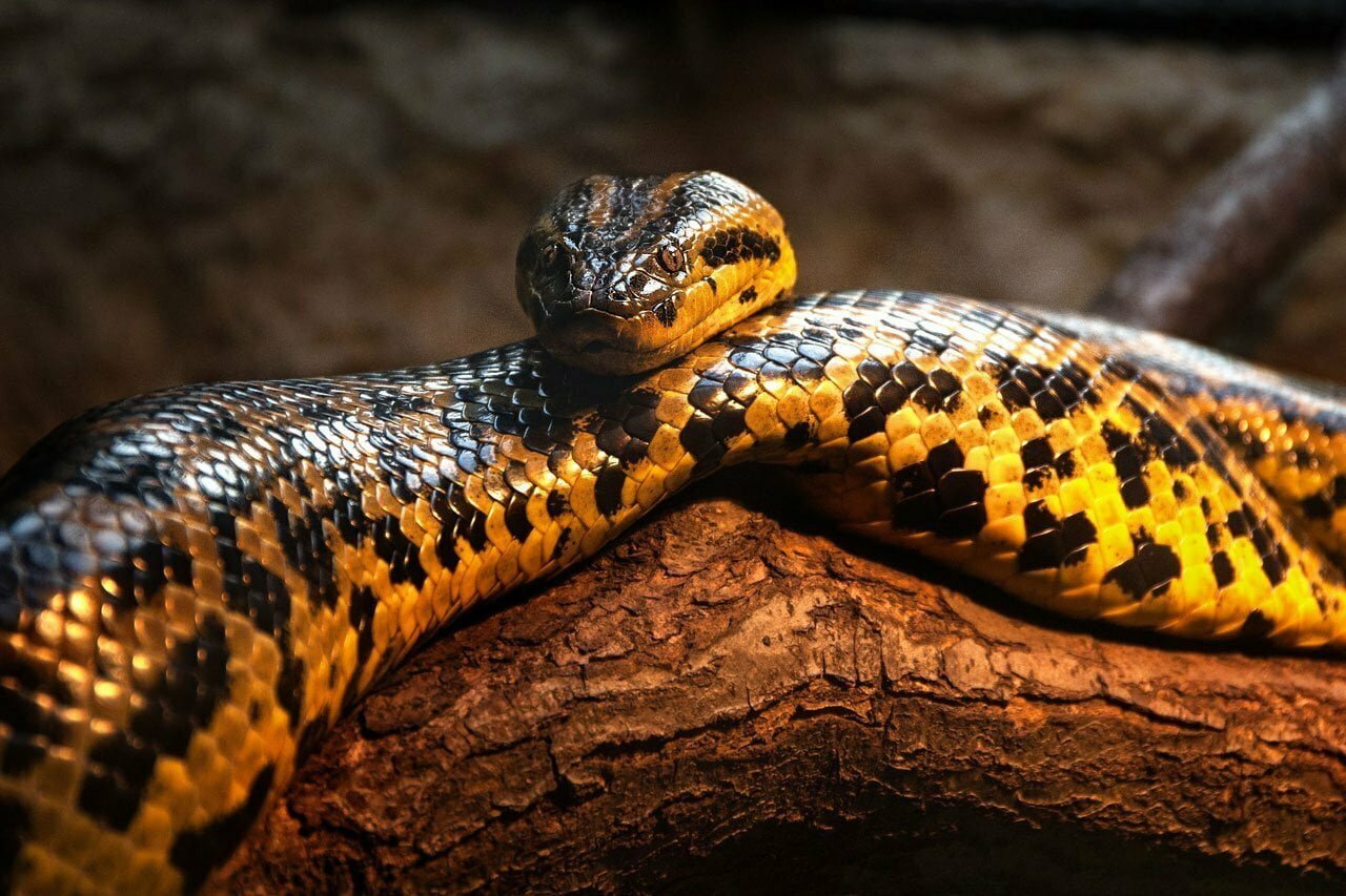 Anaconda Symbolism - Spirit Animal Totems