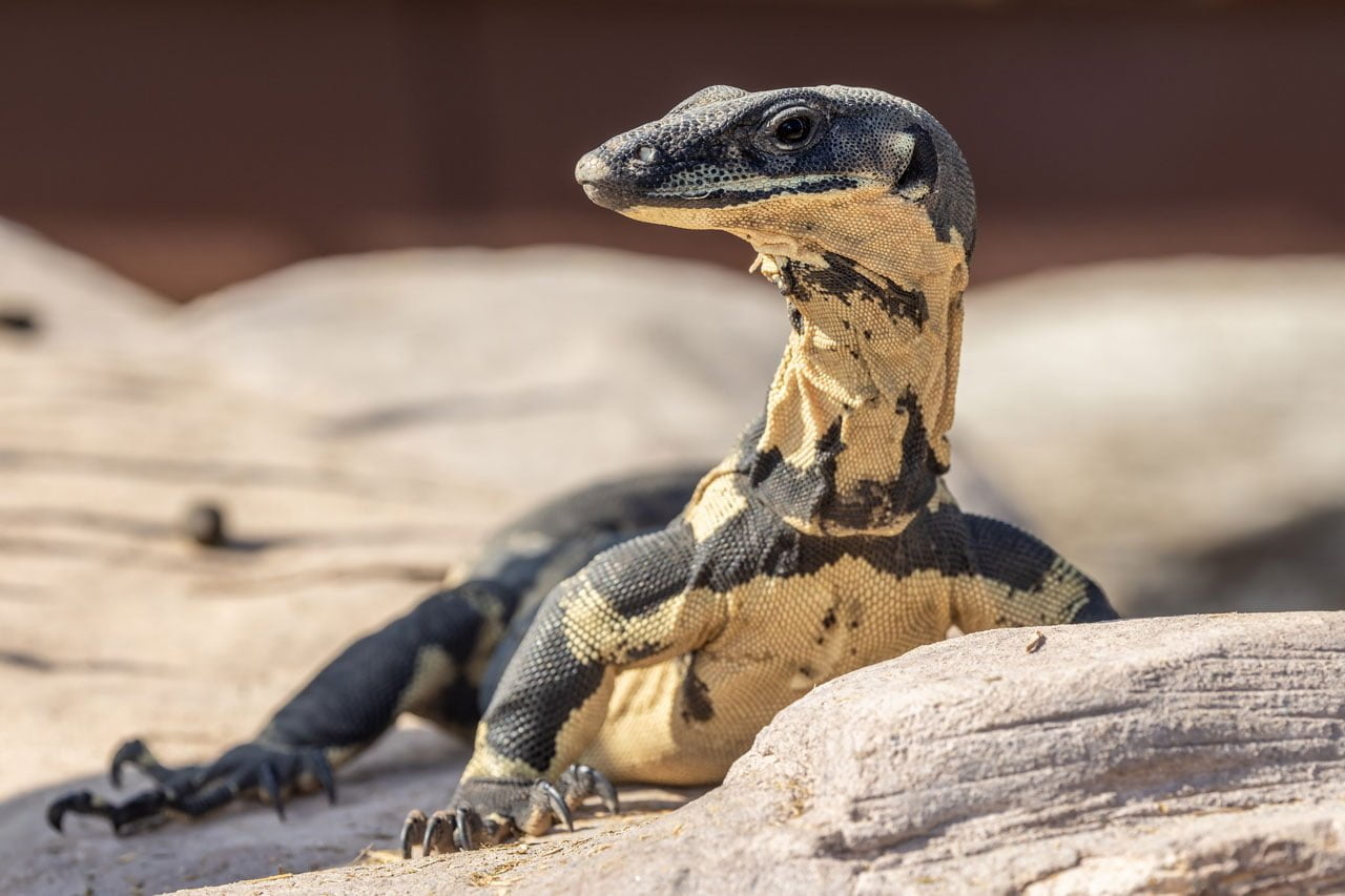 The Symbolism of Monitor Lizards: Standing Tall and Aware - Spirit ...