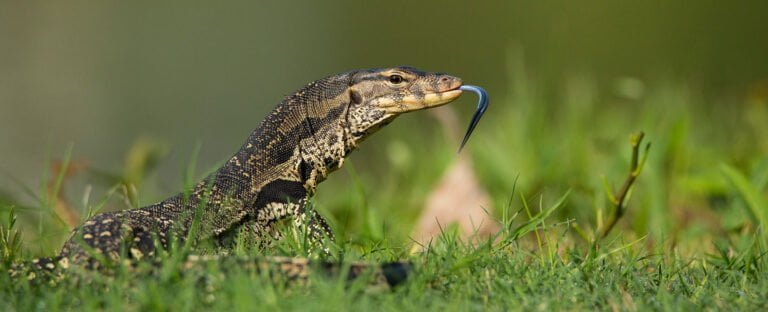 The Symbolism of Monitor Lizards: Standing Tall and Aware - Spirit ...