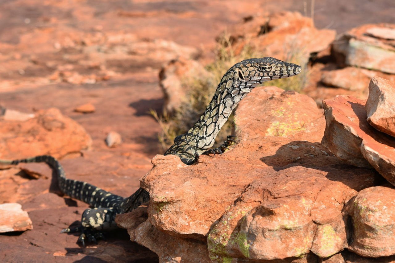 The Symbolism of Monitor Lizards: Standing Tall and Aware - Spirit ...