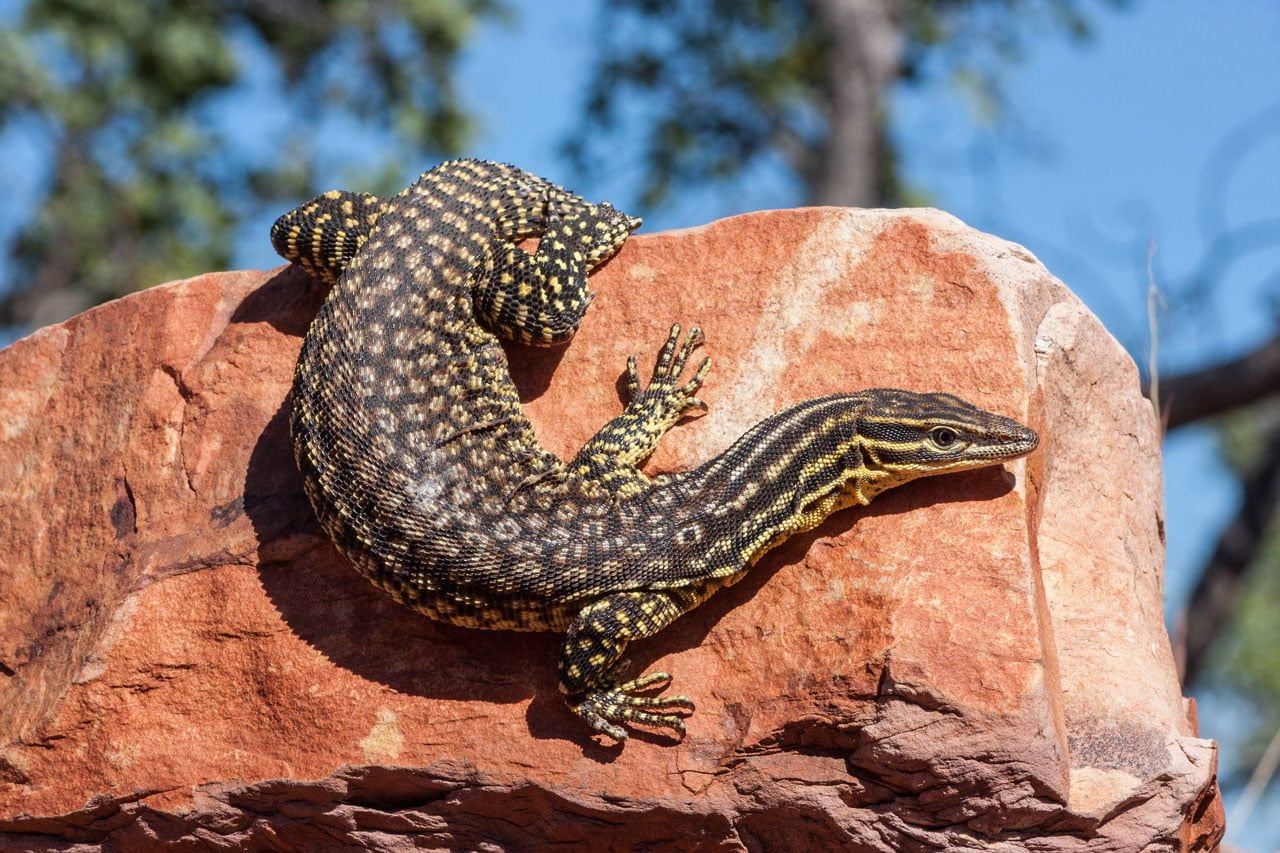 The Symbolism of Monitor Lizards: Standing Tall and Aware - Spirit ...