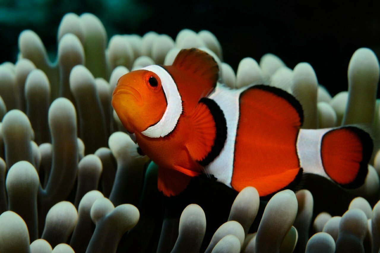 Clownfish Symbolism - Spirit Animal Totems