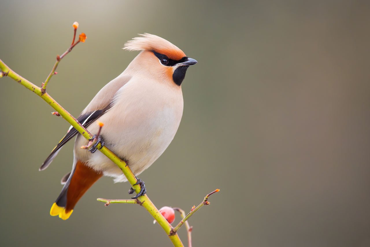 Exploring Waxwing Symbolism: Letting Go and Sharing Symbolism, Dreams ...