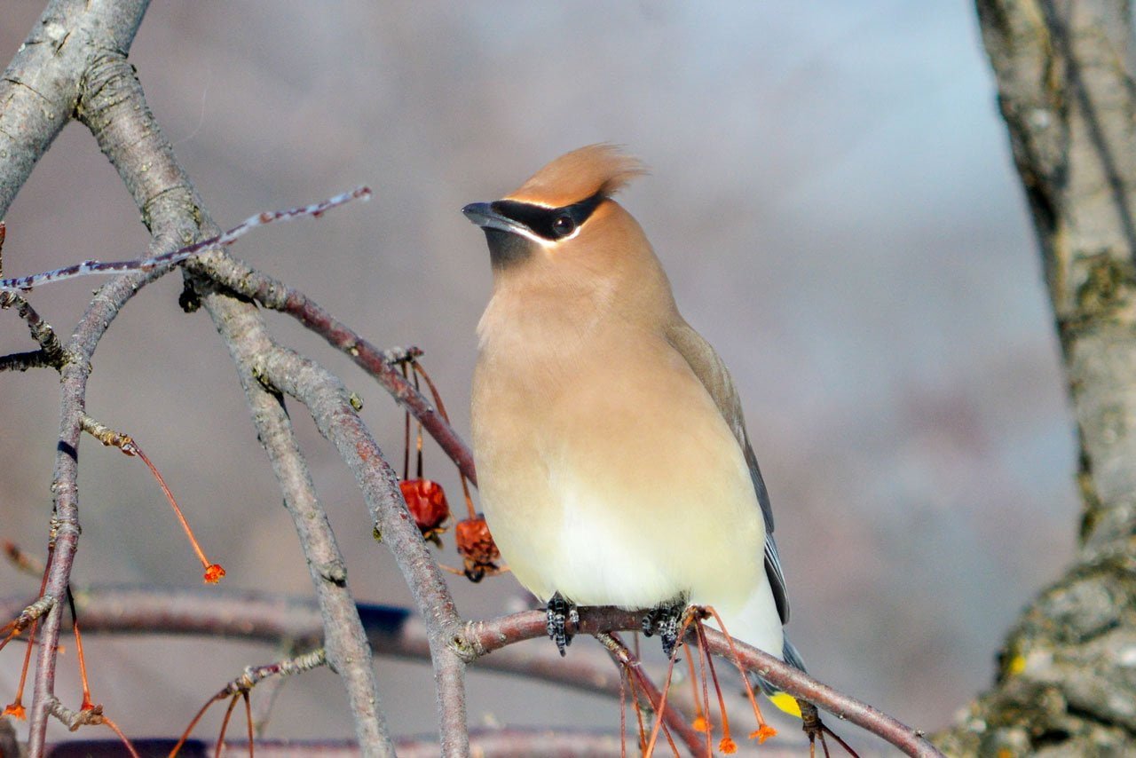 Exploring Waxwing Symbolism: Letting Go and Sharing Symbolism, Dreams ...