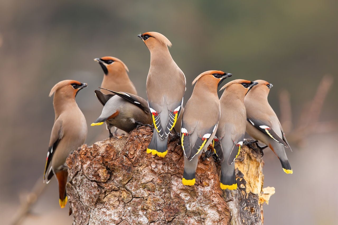 Exploring Waxwing Symbolism: Letting Go and Sharing Symbolism, Dreams ...