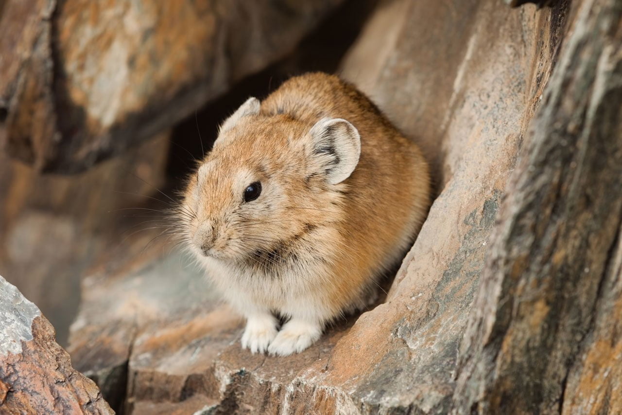 Pika Symbolism - Spirit Animal Totems